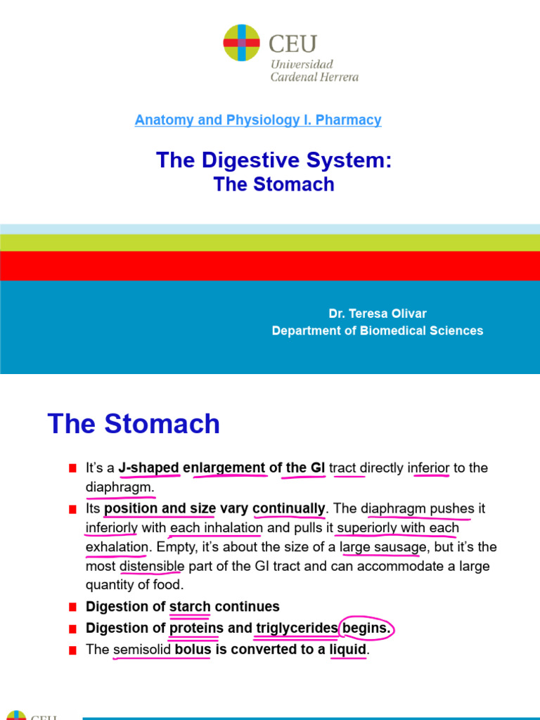 Anatomy and Function of the Stomach | PDF | Stomach | Digestion