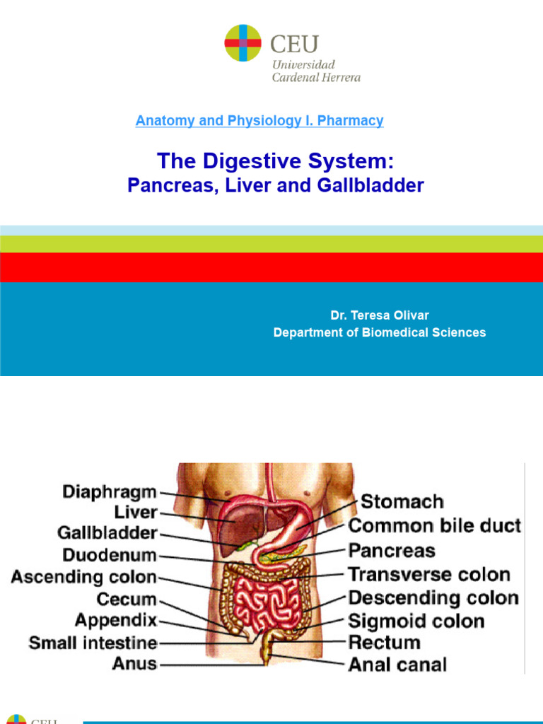 1 - 3 The Digestive System. Pancreas, Liver and Gallbladder | PDF ...