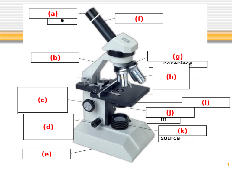 Y1 Biology (2024) - Microscope - Label The Parts | PDF