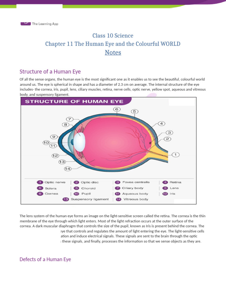 Human Eye Structure & Defects Notes | PDF | Eye | Human Eye