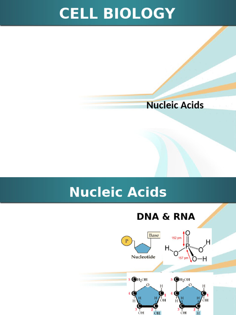 Nucleic Acids: DNA, RNA, and Bases | PDF