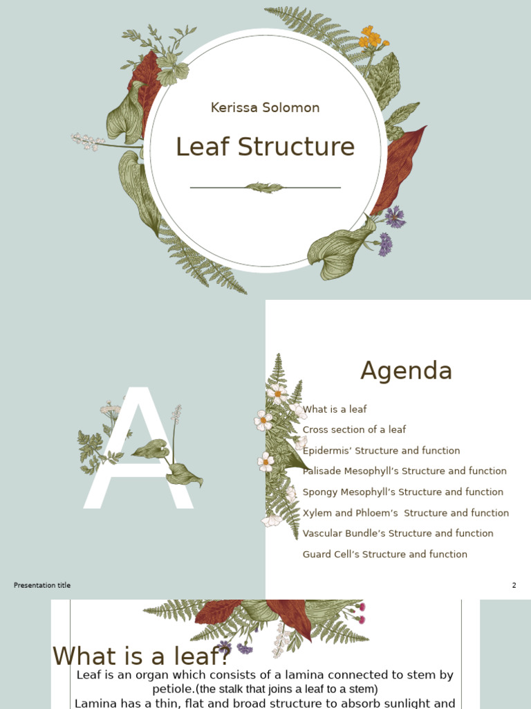 Lesson 3- Leaf Structure | PDF | Leaf | Stoma