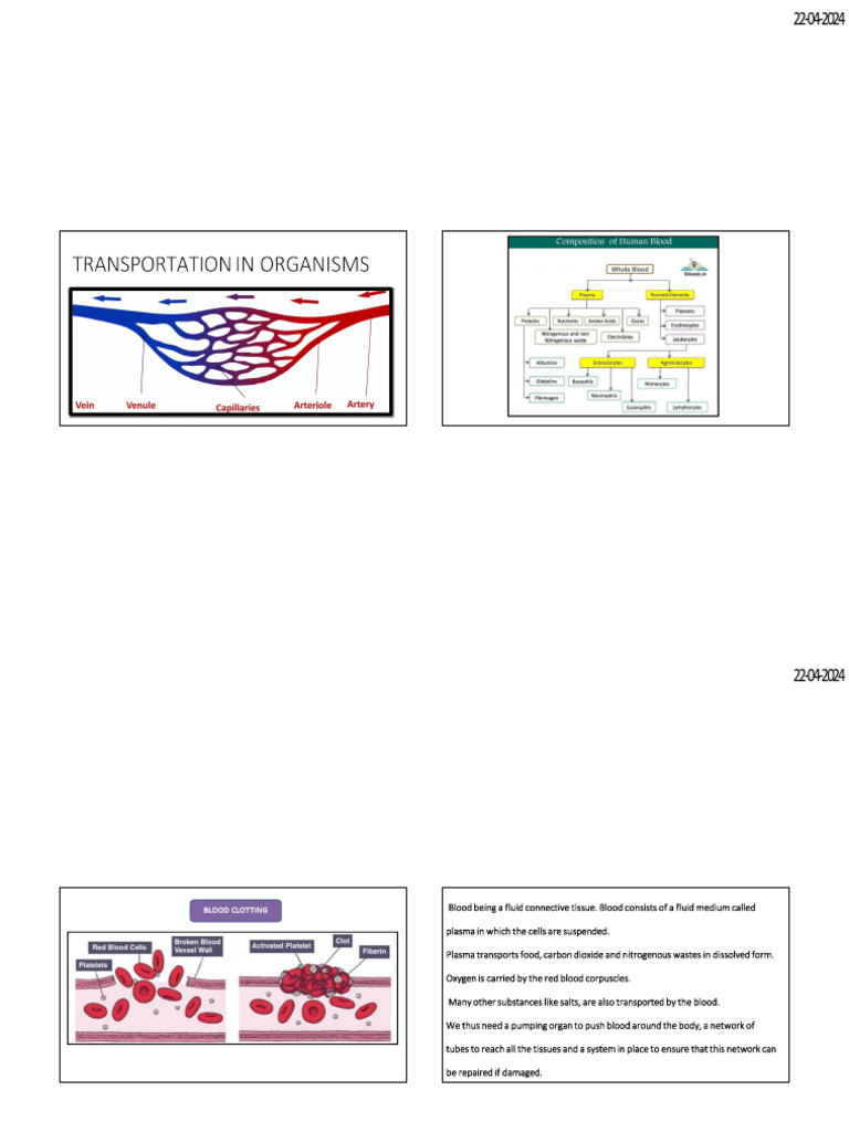 Circulation 10th Pdf Heart Ventricle Heart