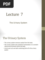 Urology Medical Terminology | PDF | Urinary System | Kidney