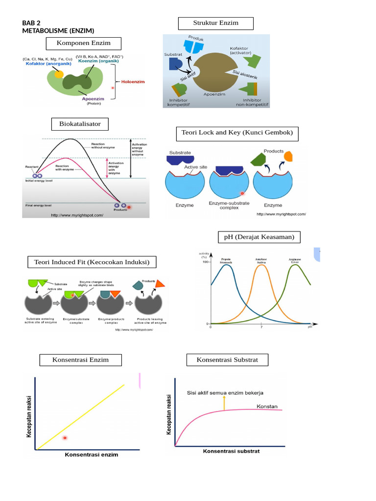 Gambar Enzim | PDF