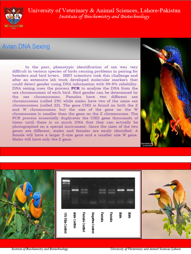 DNA Bird Sexing - Brochure | PDF | Gene | Dna