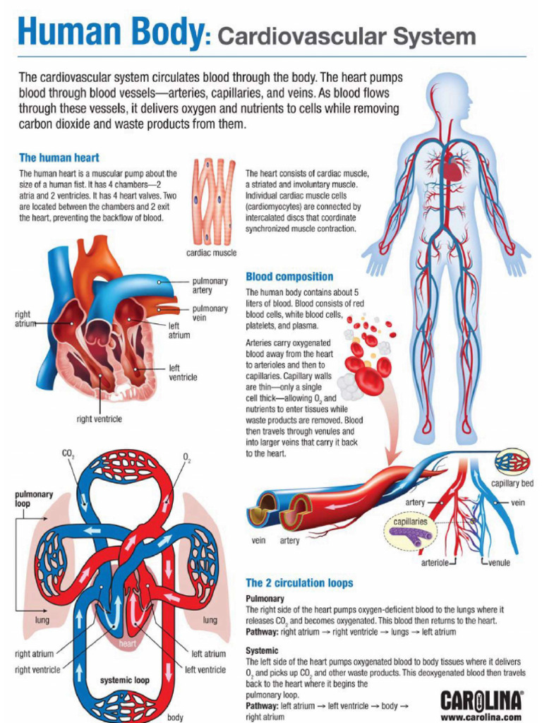 Cardiovascular system | PDF