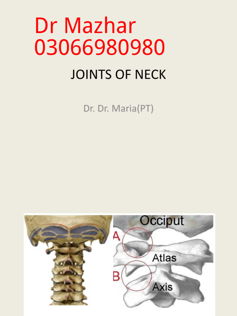 Anatomy of Neck Joints and Discs | PDF | Vertebra | Vertebral Column