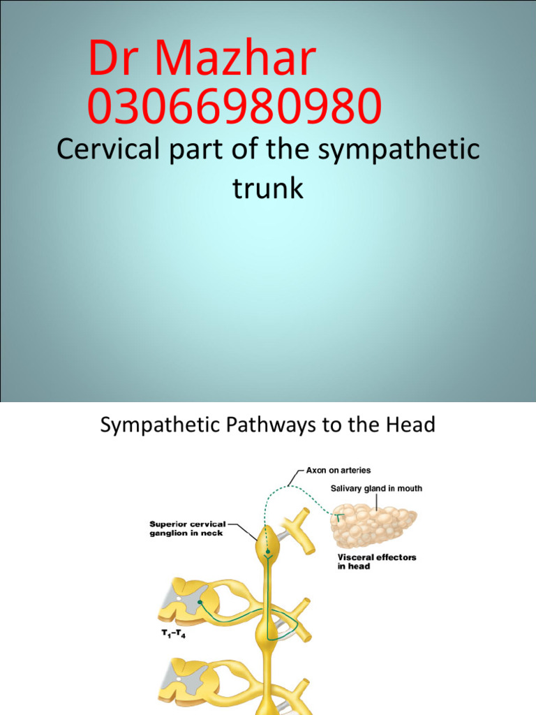 Cervical Part of Sympathetic Trunk .... DR Mazhar 03066980980 | PDF