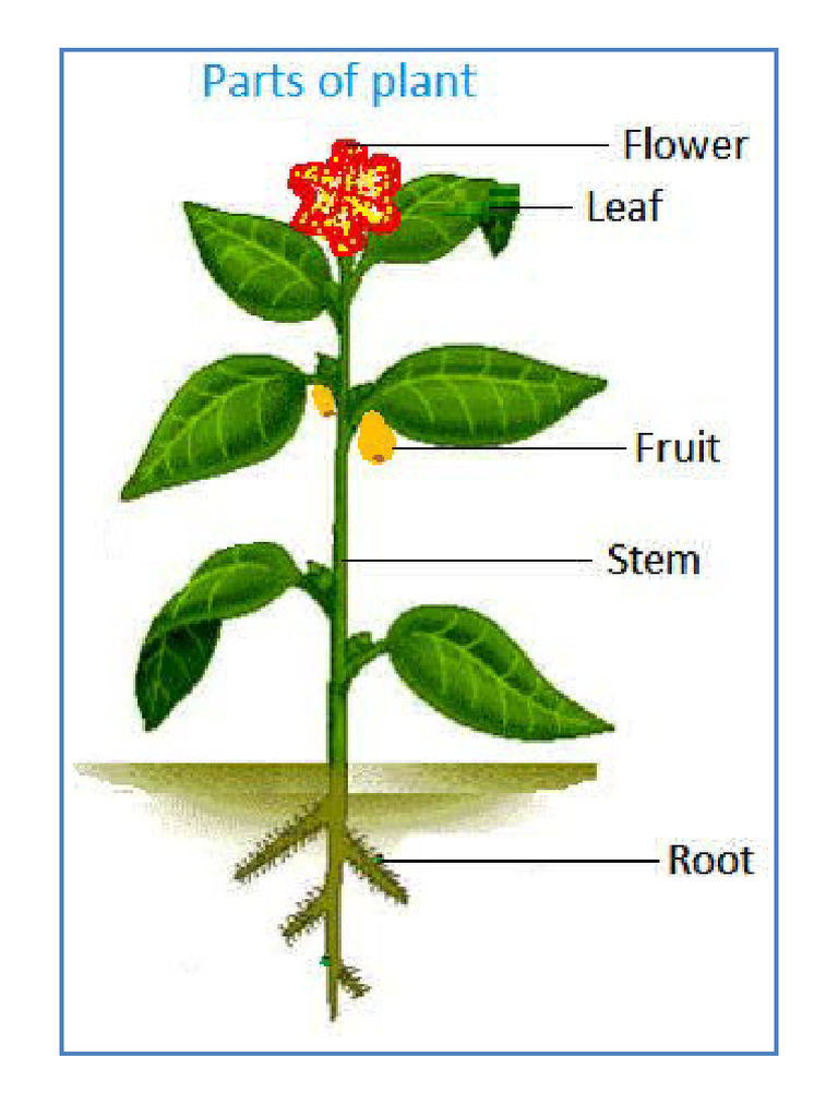 Parts of A Plant | PDF