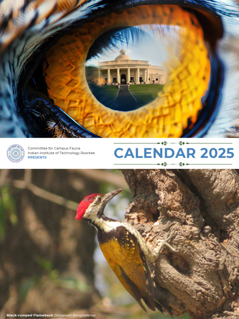 IITR Bird Calendar 2025v10 | PDF | Holarctic Birds | Fauna Of South Asia