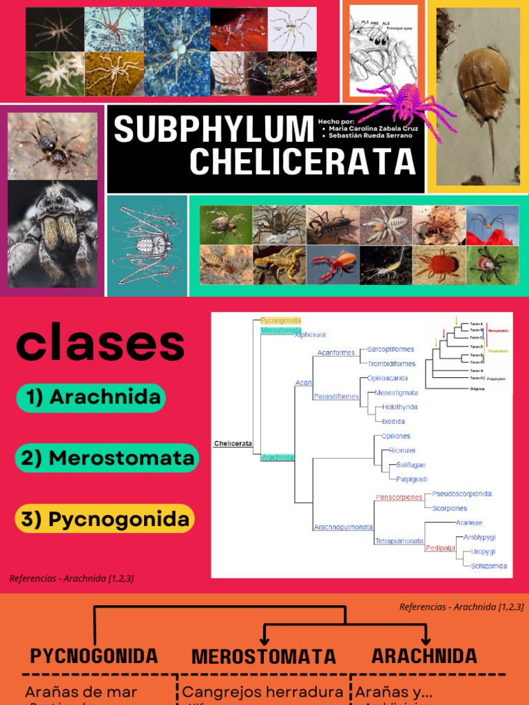 Clasificación y Morfología de Chelicerata | PDF | Artrópodos | Chelicerates
