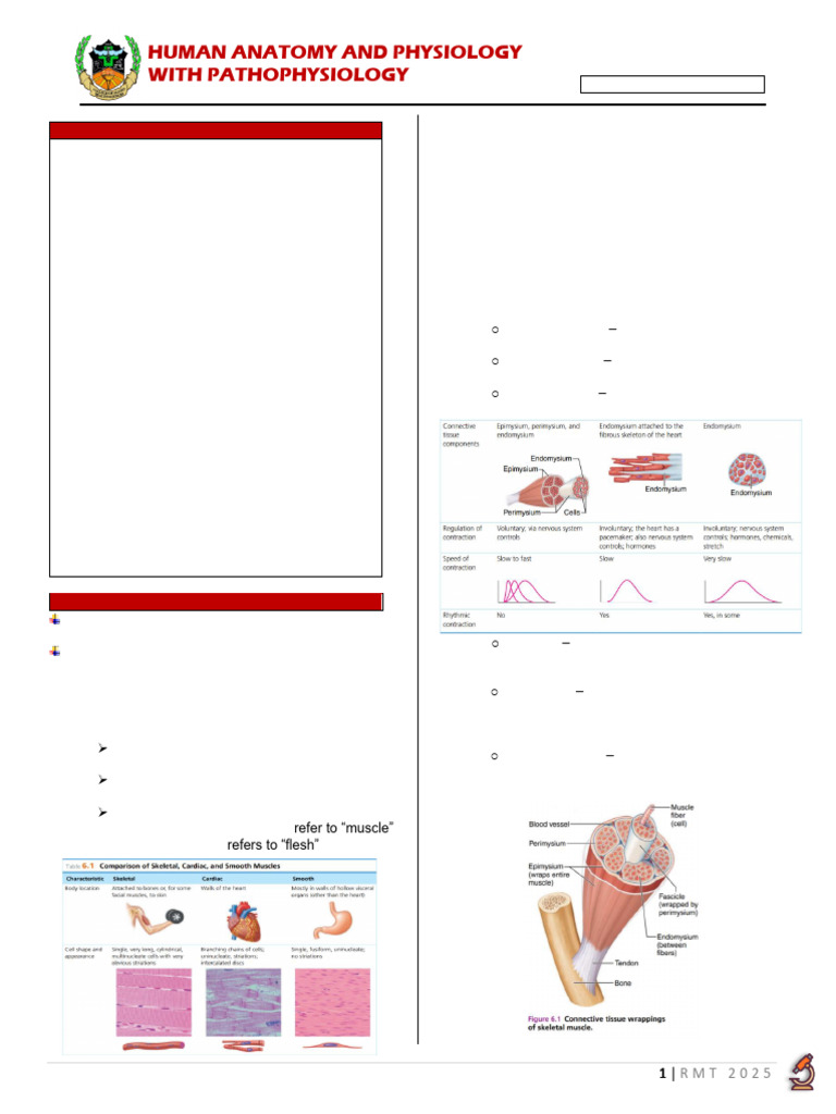 UNIT 4 (MUSCULAR-SYSTEM) | PDF | Anatomical Terms Of Motion | Muscle ...