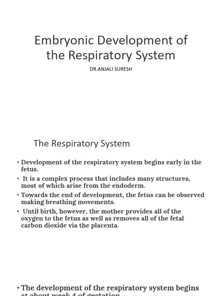 Development of The Respiratory System | PDF | Lung | Respiratory Tract