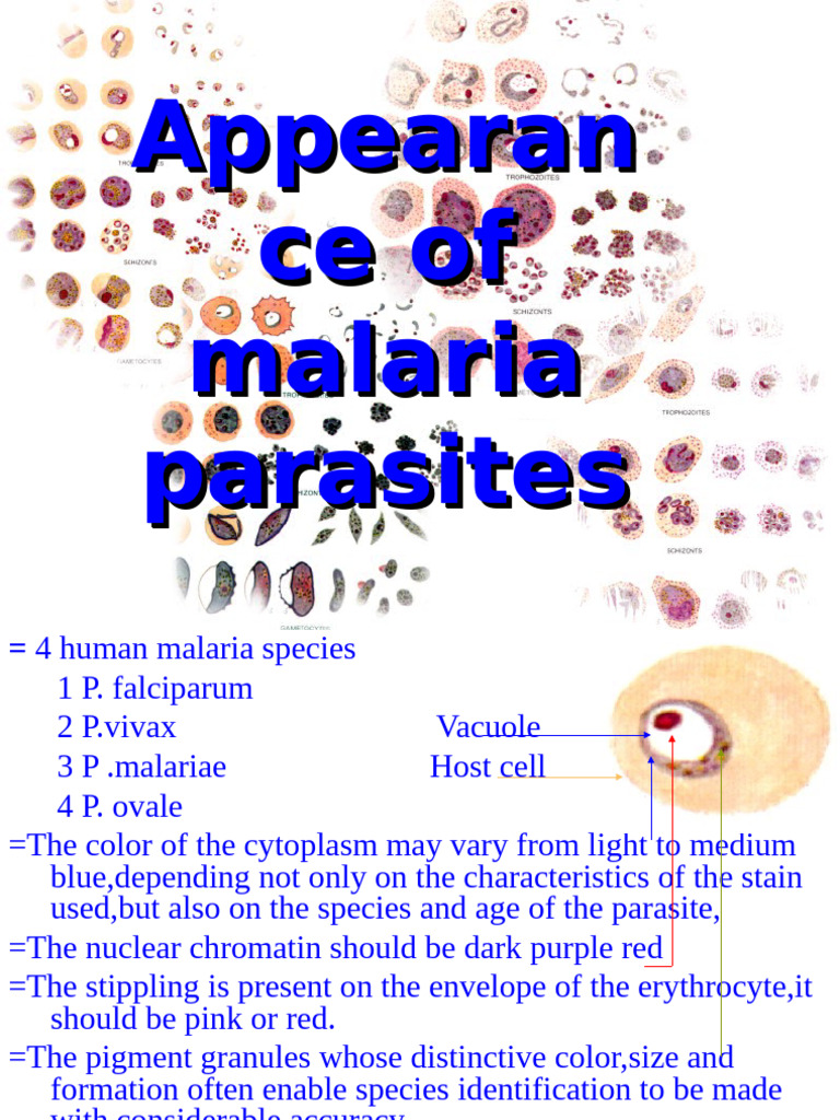 Plasmodium Species Identification | PDF | Plasmodium | Plasmodium ...