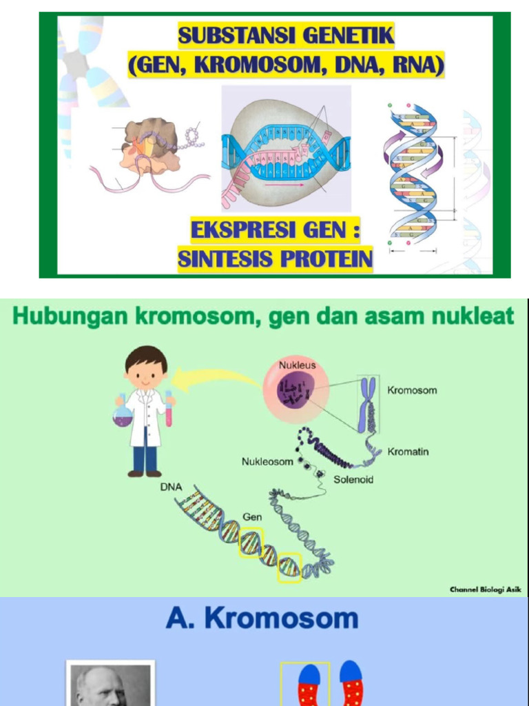 substansi genetika | PDF