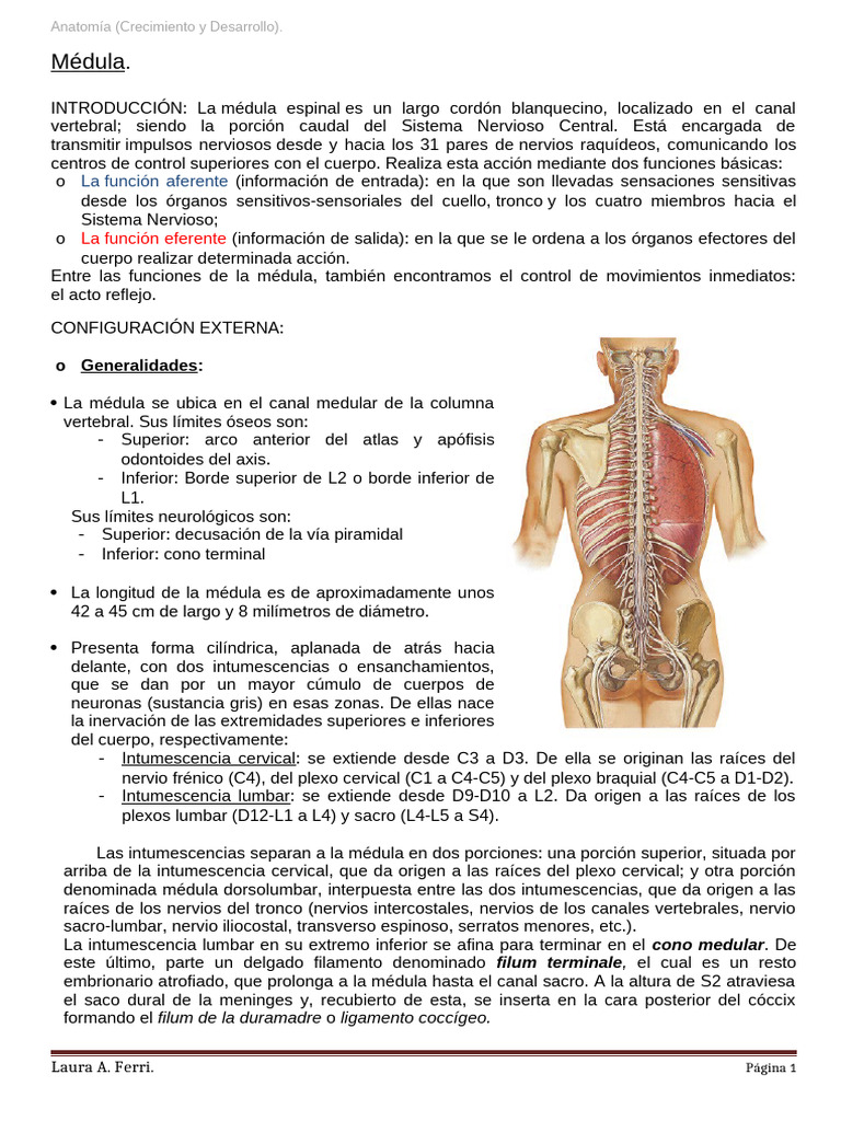 Médula | PDF | Médula espinal | Materia gris