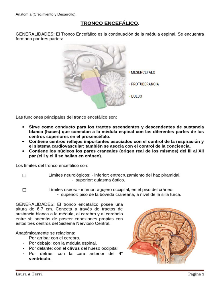 Tronco Encefálico | PDF | Médula espinal | Cerebelo