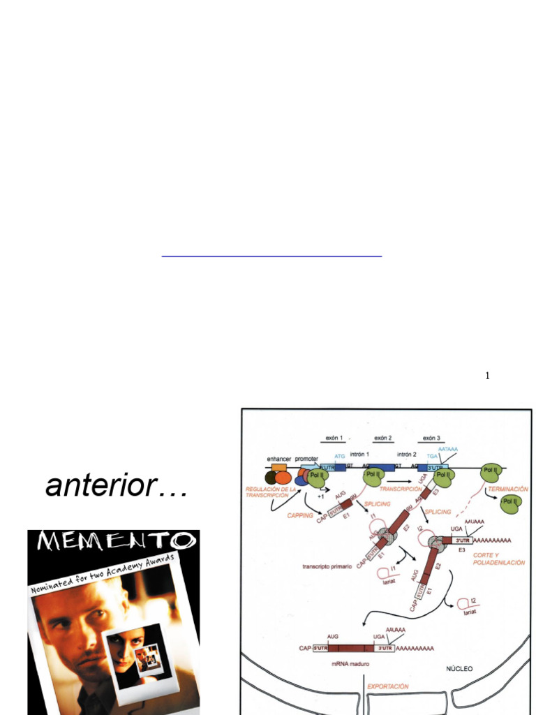T13 IBMC 2024 2c REGULACION-EUCA-1 DiegoPresman | PDF | Regulación de ...