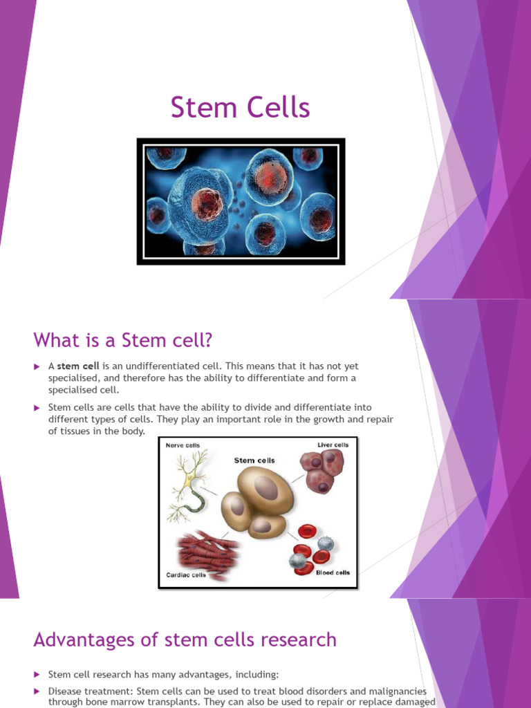 Cell Division Stem Cells | PDF | Cell Potency | Stem Cell