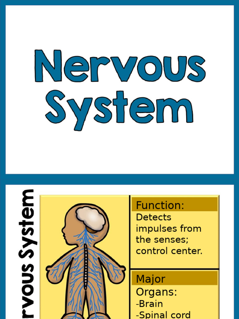 Editable Nervous System | PDF | Neuron | Myelin