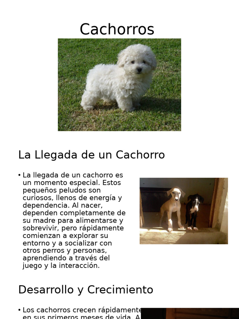 Los Cachorros | PDF