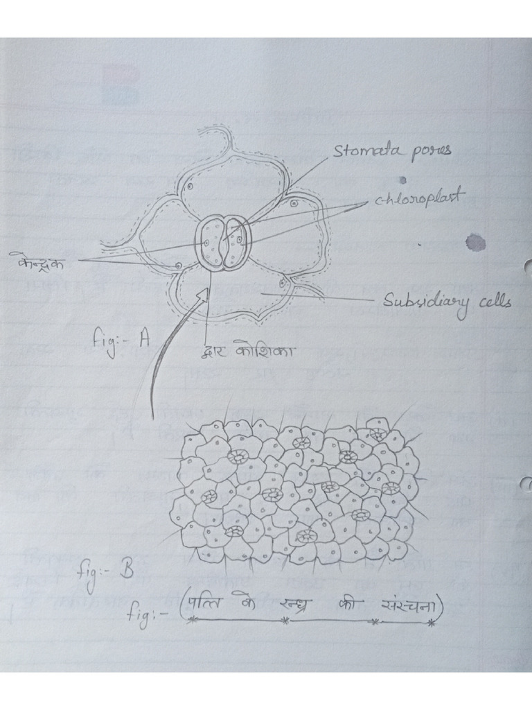 10th Science Project 5 | PDF
