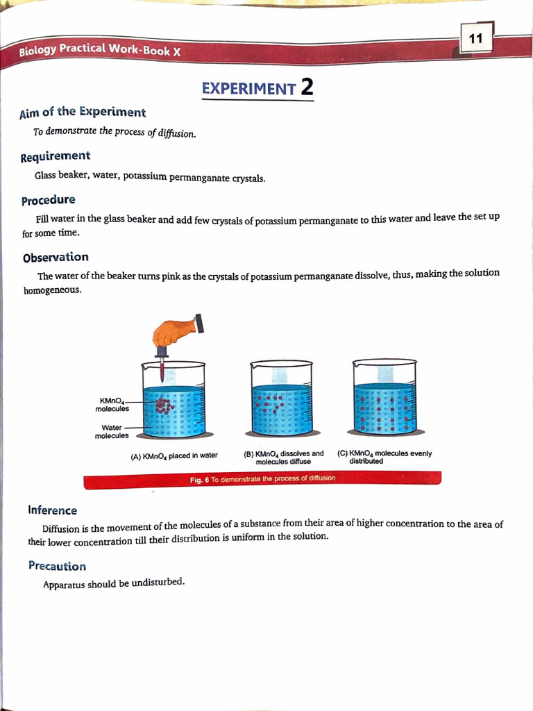 Biology Project Work | PDF | Osmosis | Leaf