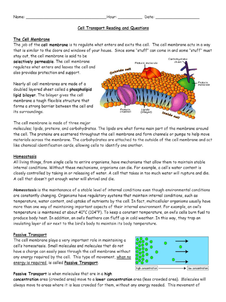 Cell Transport Reading | PDF