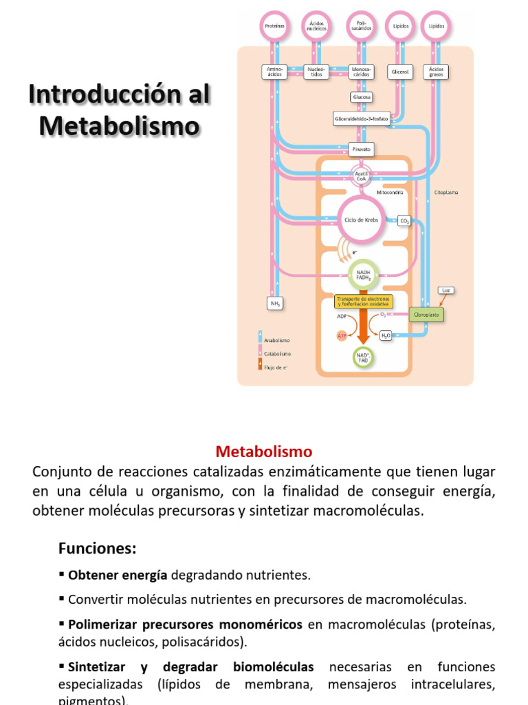 Fundamentos del Metabolismo | PDF | Metabolismo | Energía libre de Gibbs