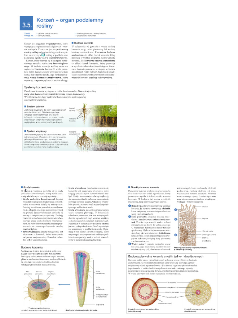 1Tp-Roz. Biol. Stopa Sr.-1 | PDF