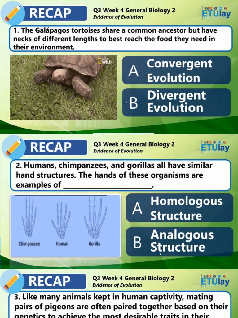 Cladistics and Phylogenetic Classification | PDF | Phylogenetic Tree ...