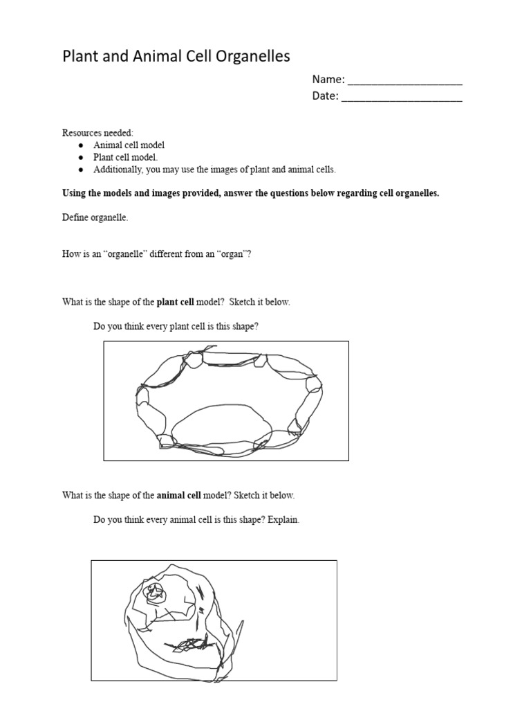 Annotated-Cell Mod7 L4 Packet Cell Organelle Activity | PDF ...