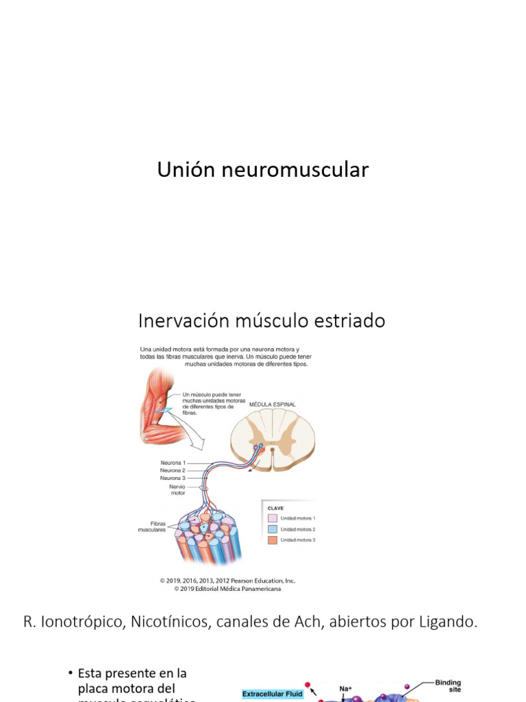 7 Unión neuromuscular | PDF