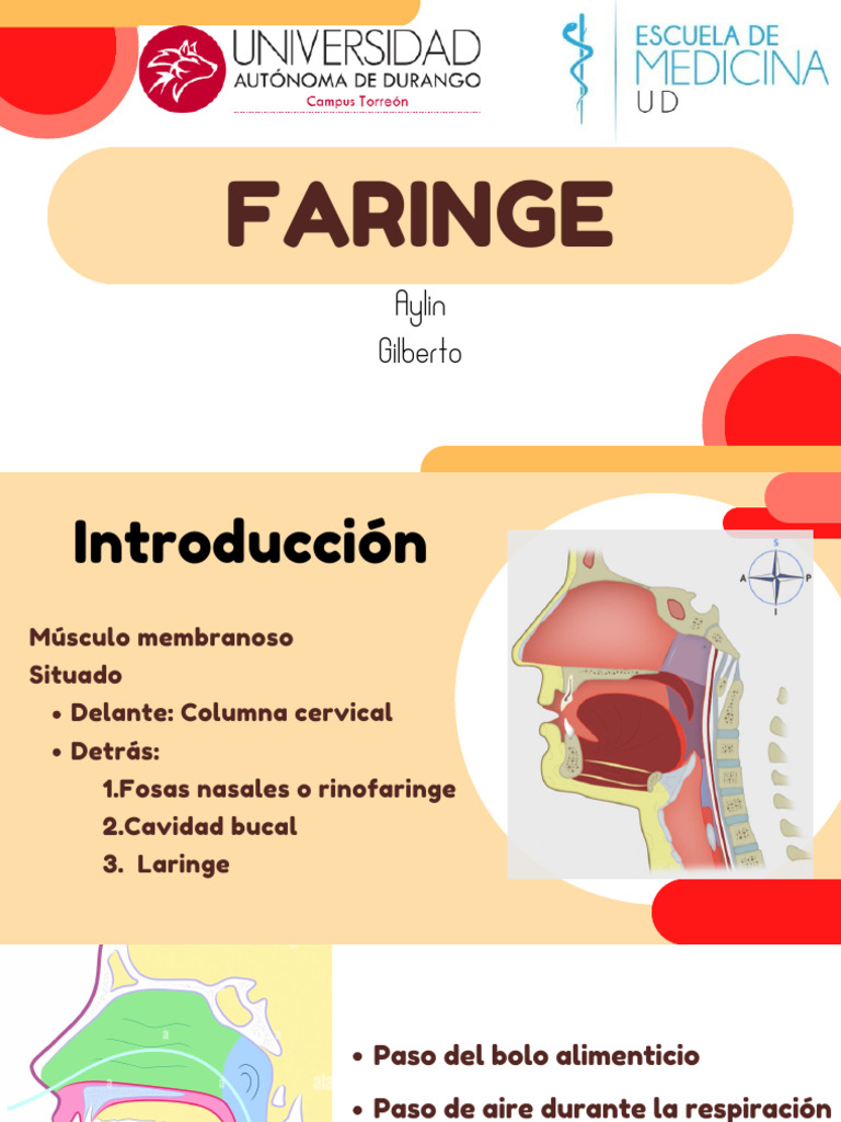 Faringe | PDF | Anatomía humana | Cabeza y cuello humanos