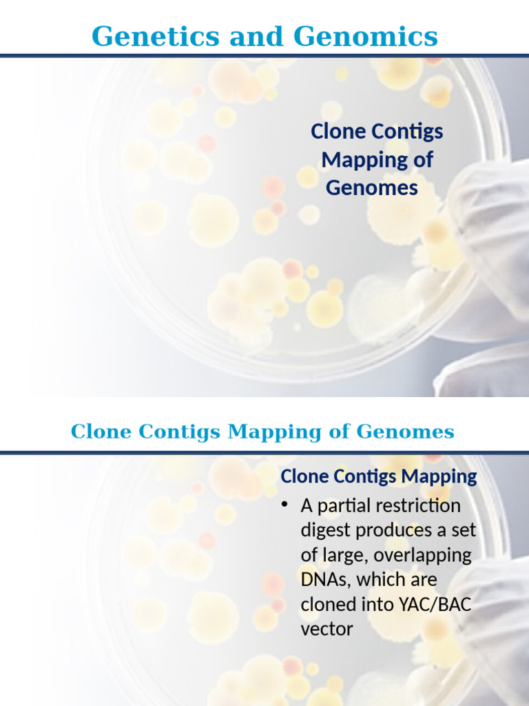 Human Genome Contig Mapping Techniques | PDF | Molecular Cloning | Genome
