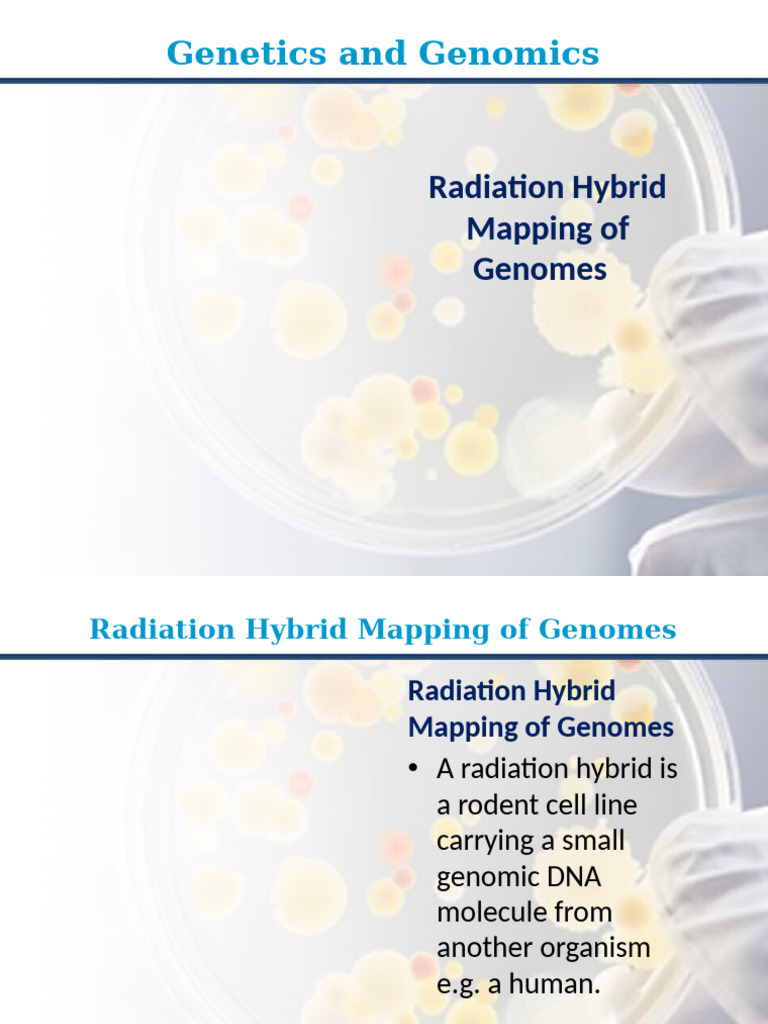 Radiation Hybrid Mapping of Genomes | PDF | Genome | Hybrid (Biology)