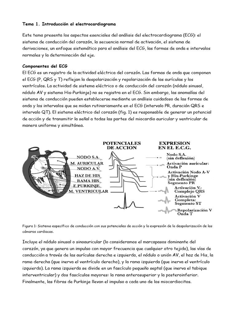 Tema 1 Introducción Al Electrocardiograma Texto | PDF | Medicina ...