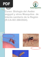 Ciclo Del Aedes Aegypti | PDF | Mosquito | Aedes aegypti