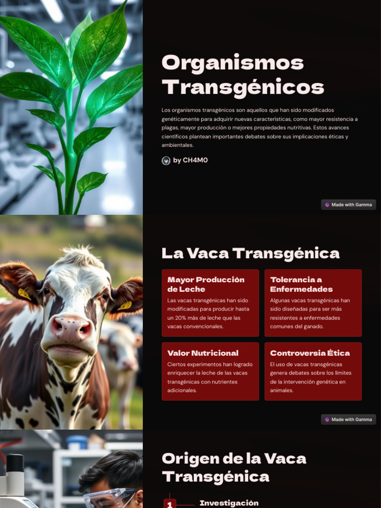 Organismos Transgenicos | PDF | Organismo genéticamente modificado ...