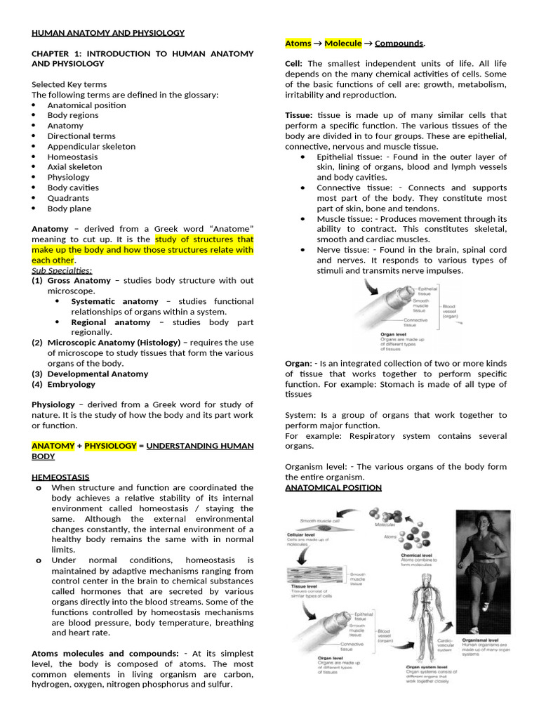 Human Anatomy and Physiology Reviewer - 1 | PDF | Anatomical Terms Of ...