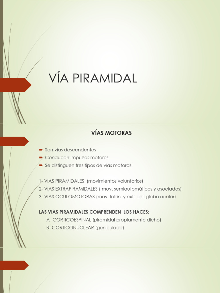Vía Piramidal | PDF | Neuroanatomía | Tronco encefálico