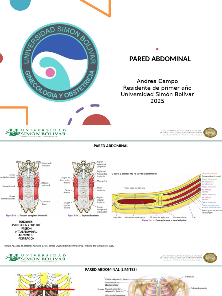 Pared Abdominal Andrea Campo | PDF | Piel | Epidermis