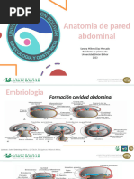 Anatomia de La Rata Externa e Interna Tacher | PDF | Riñón | Abdomen
