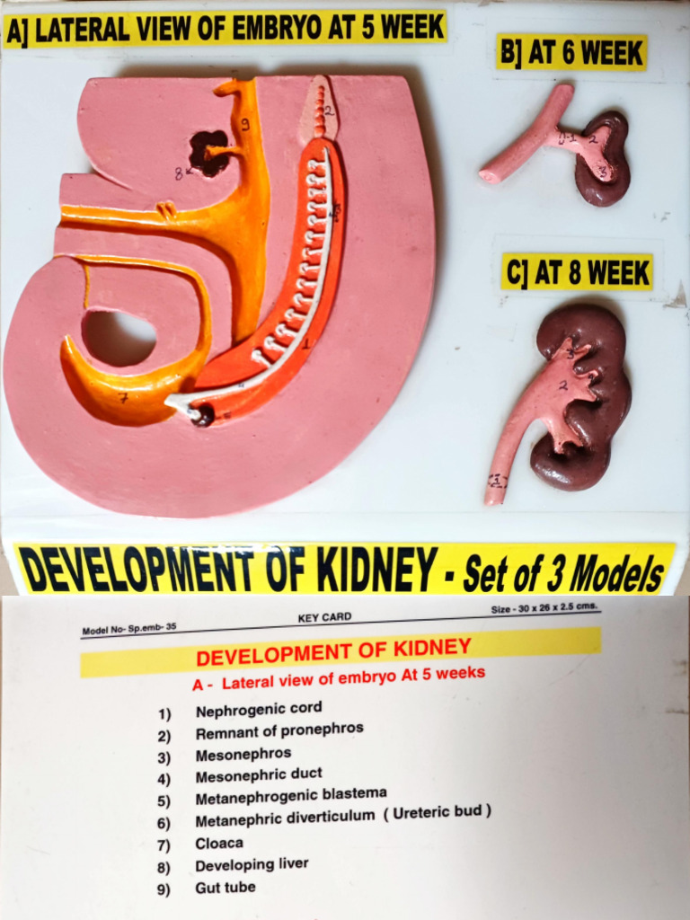 Embryology Models. Vidhi | PDF