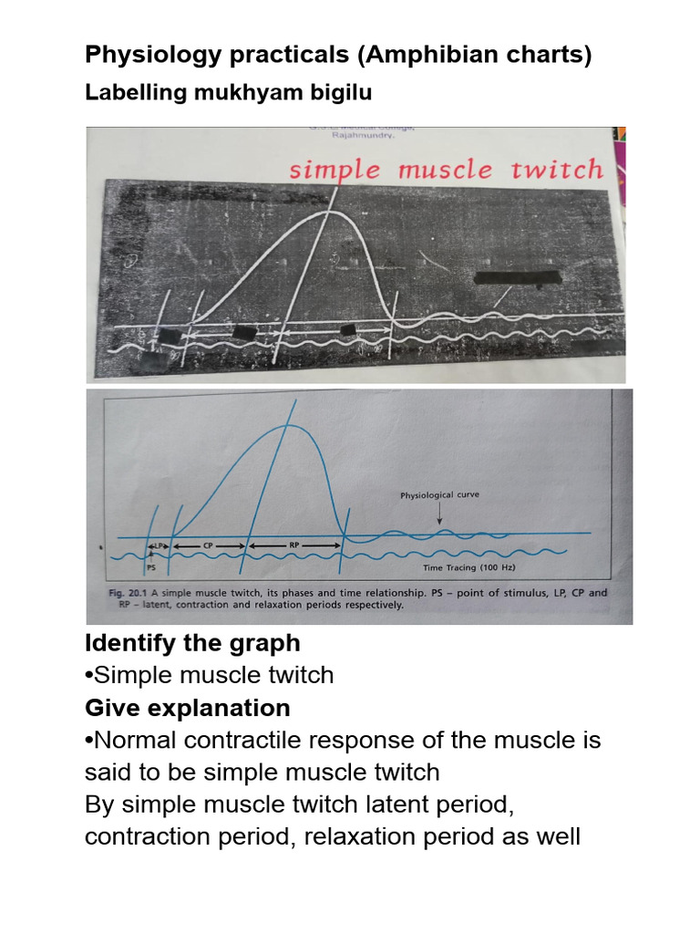 Amphibian Muscle Physiology Practicals | PDF | Heart | Muscle Contraction