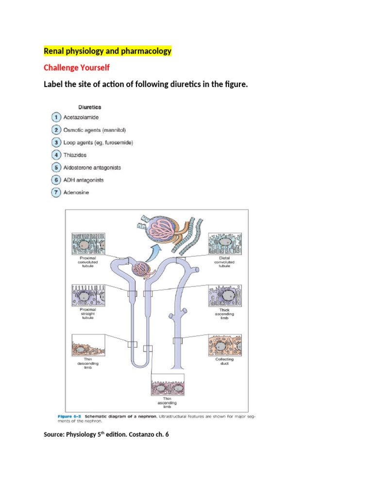 Renal Nephron and Diuretics | PDF