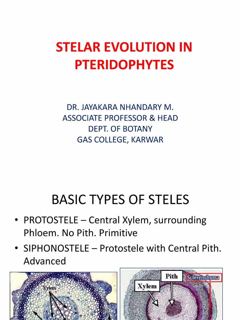 Steller System | PDF