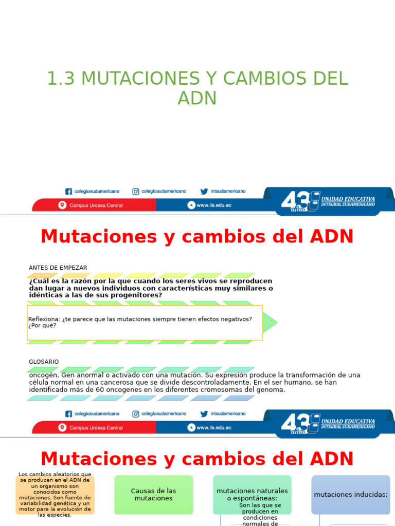 1.3 Mutaciones y Cambios Del Adn | PDF | Mutación | Adn