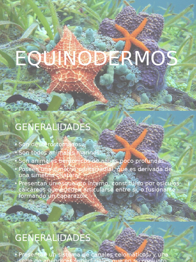Equinodermos | PDF | Zoología